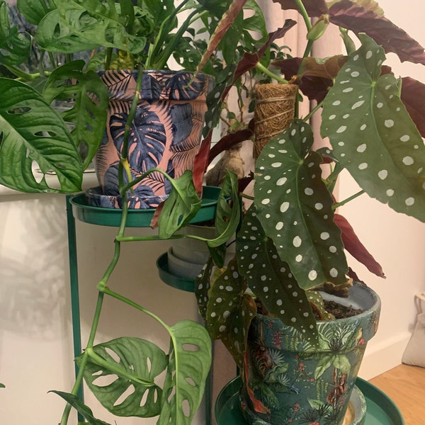 Leopard Print Plant Pot With Saucer, Animal Print Gift, Tropical Gift ...