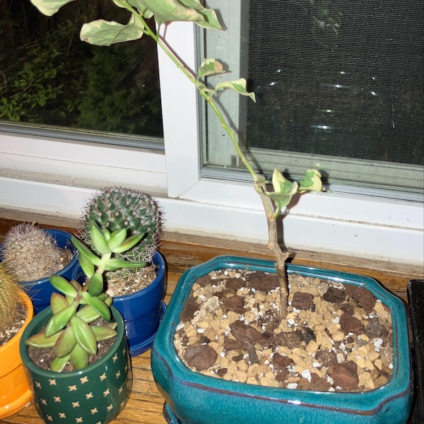 Athens Blue Princess Glory Bush Plant~~tibouchina Urvilleana~small ...