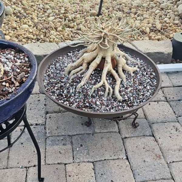 Adenium Desert ROSE 5 Colours in One GRAFTED PLANT in Pot 8 Inches - Etsy