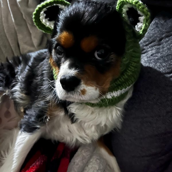 Frog Dog Snood Hand Knit Long Ear Covering Cold Weather Cavalier King ...