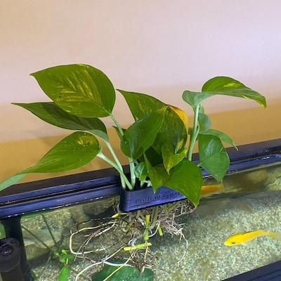 Poth-o-carry® Original: Aquarium Rim Pothos Holder - Etsy