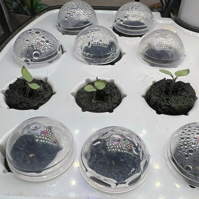 Applemint Seeds mentha Suaveolens Apple Mint Woolly Mint Pineapple Mint ...
