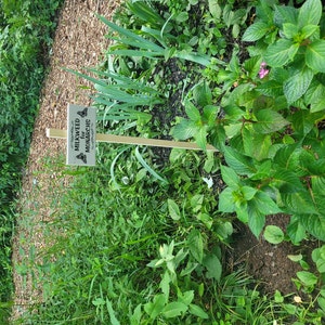 Toad Abode Funny Garden Sign Toad House Garden Sign Cute Gift for ...