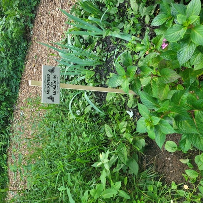 Toad Abode Funny Garden Sign Toad House Garden Sign Cute Gift for ...