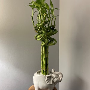3 Stalk Live Lucky Bamboo Arrangement in Mini Color Ceramic - Etsy