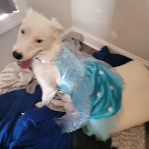 Frozen - Elsa - Dog Costume / Cat Costume - Blue Dress - Winter Dress ...