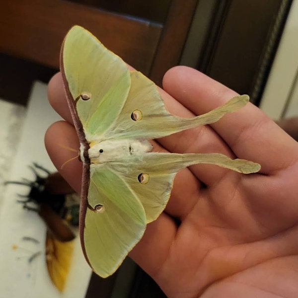 Real Lanternfly/plant Hopper Collection Pryops Astarte Orange Pyrops ...
