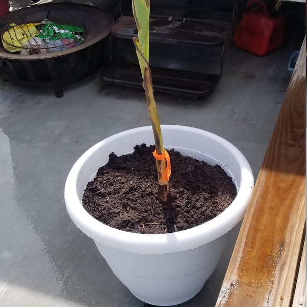Banana Tree 12-24"* Musa Misi Luki Rare Live Plant Organic Besttasting ...