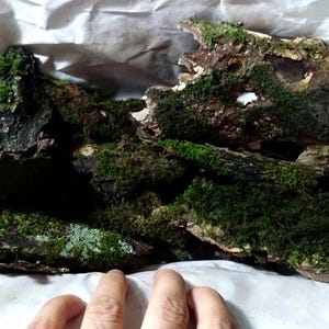 Spoon Leaved Moss Bryoandersonia Illecebra Live Terrarium Moss - Etsy