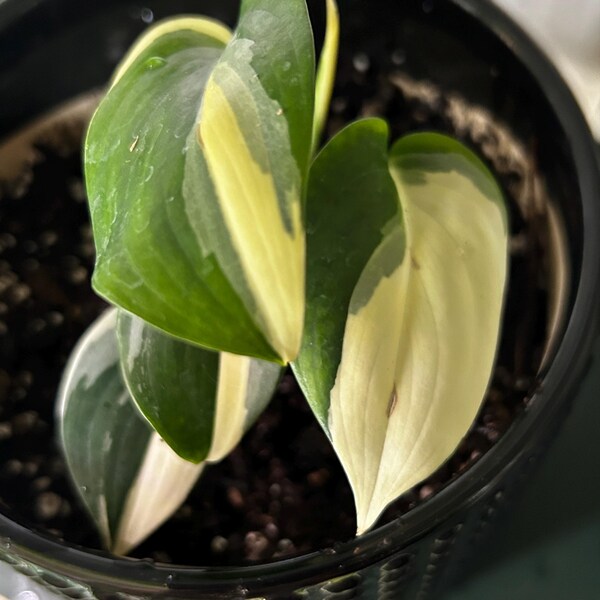 Scindapsus Mayari Variegated Plant - Growers Choice - Etsy
