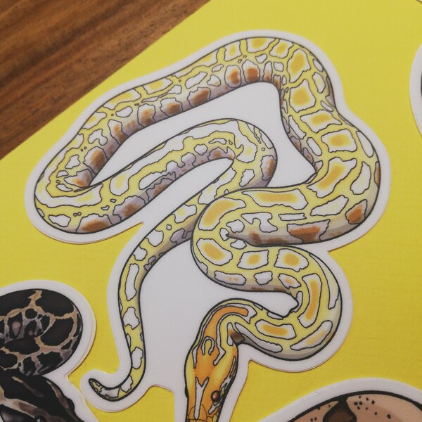 MULTIPLE TYPES Blood Python Sticker Borneo Sticker Magpie Ivory - Etsy
