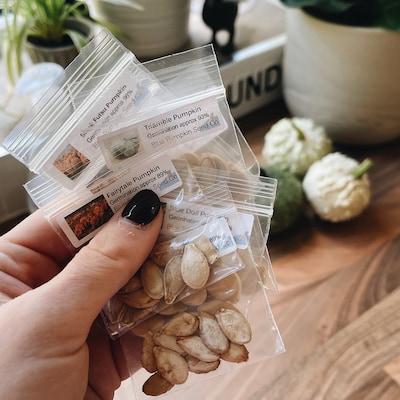 Triamble Pumpkin heirloom/op/c.maxima Seeds: Shamrock Squash ...