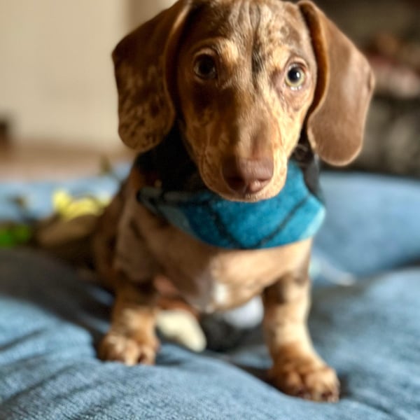 Pet Bandana ronan Green, Brown and White Plaid With Frayed Edges Cotton ...