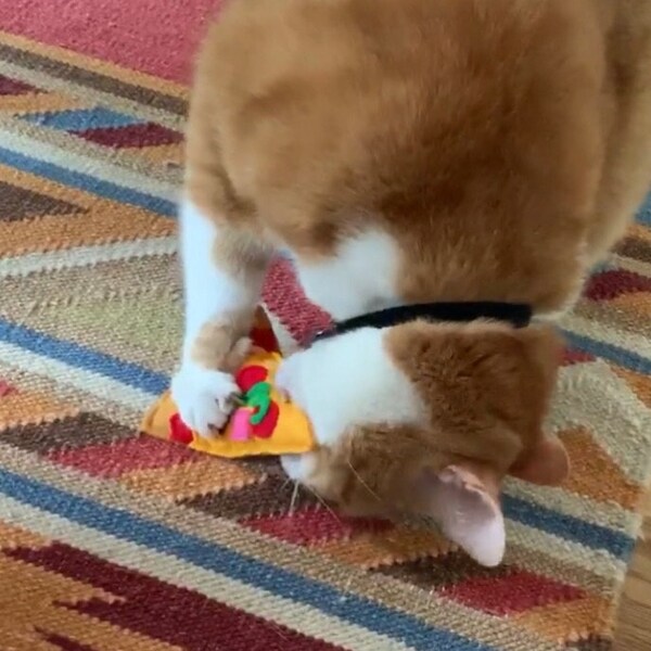 Cat Toys Catnip Pizza Catnip Toy for Cat Gift for Cat Lover Organic ...
