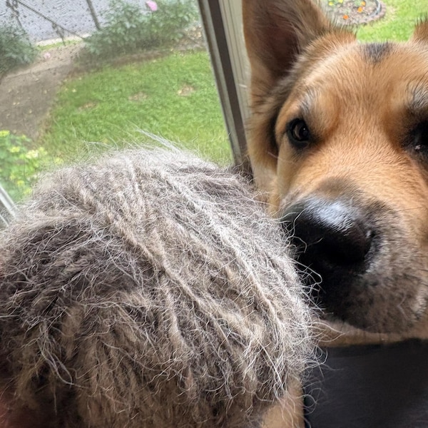 Yarn Made With Your Dog’s or Cat’s Hair! Chiengora, Dog or Cat Hair ...