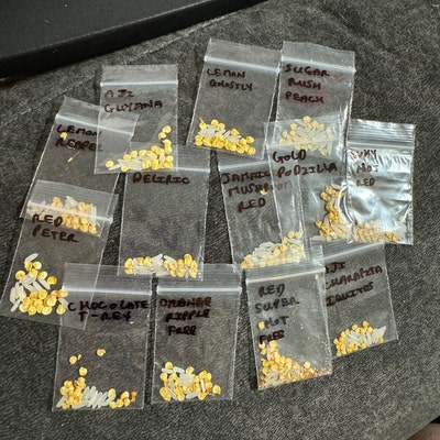 Primo X Butch T Orange Pepper Seeds - Etsy