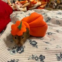 Pumpkin Costume for Pet Rats, Halloween Pet Costume, Rat Costume, Cute ...