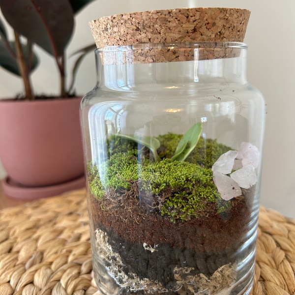 Build Your Own Terrarium Kit | Plant Gift Idea - Etsy