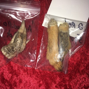 4 muskrat feet real animal bone taxidermy weird craft parts | Etsy