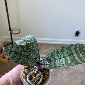 Phal. Tzu Chiang Chrisna Fragrant Smell Like Roses - Etsy