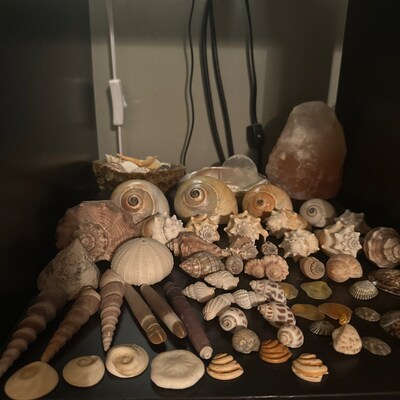 COLORFUL FLORIDA SEASHELL Mix, 30 Piece Variety Shell Pack for Gifts ...