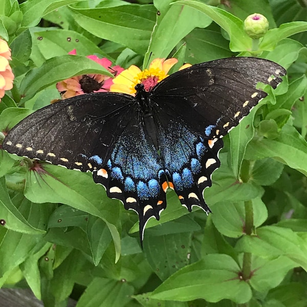 Flower Quilt Designs to Sew on Paper Foundation Piecing. Waterlilies by ...