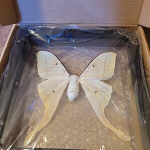 Real Framed Giant Actias Luna Moth 3D Floating Shadow Box Insect ...