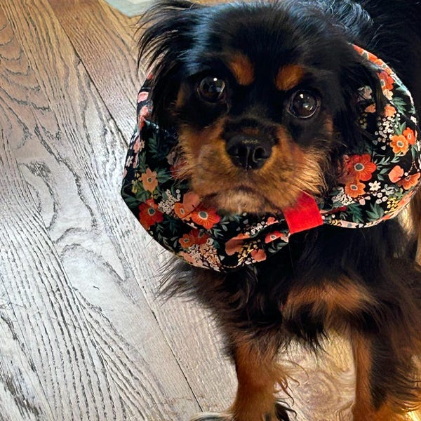 Adjustable Dog Snood: THANKSGIVING TURKEY TROT Snood to Protect Long ...