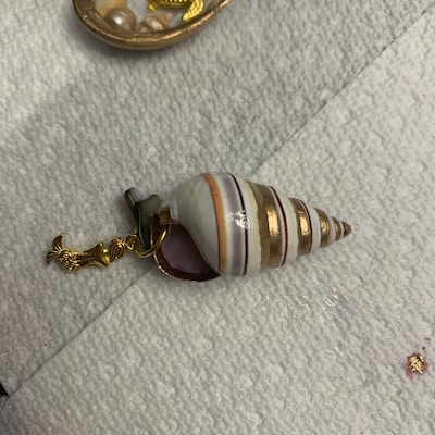 1 to 100 Astrea Calcar Turban Spurred Shells Natural Cream Silver Pearl ...