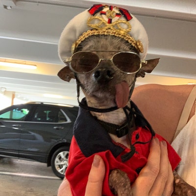 Captain Hat for Dog or Cat Small Animal Doll /halloween Pet Hat ...