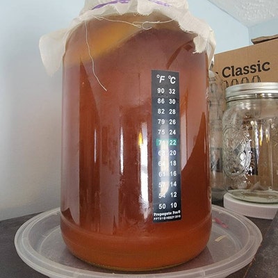 Kombucha Home Brew Deluxe SCOBY Kit Kombucha Pellicle - Etsy