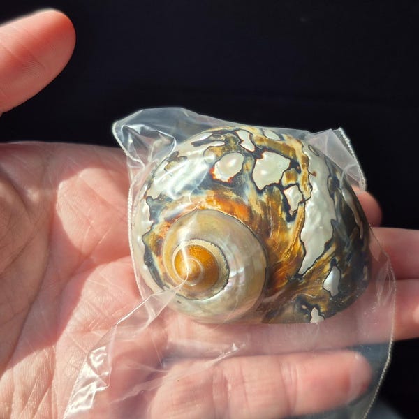 CARDIUM PESODOLIMA Sea Shell Trinket Box - Etsy