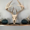European Skull Mount Table Top Display - Etsy