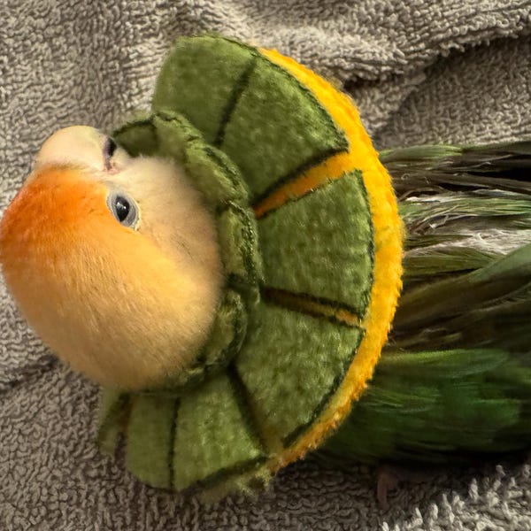 Vest E-collar Jacket for African Grey Parrots That Pluck & Pick ...