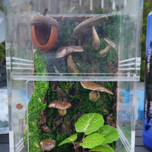 3D Printed Magnetic Acorn Spider Hide- Upgraded Sling Acorn Magnets! - Etsy