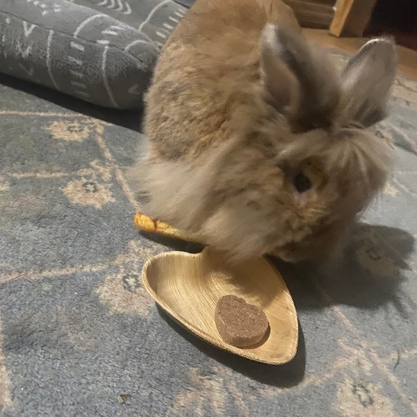 Hamster, Gerbil, Rat, and Mouse Forage Mix - Etsy