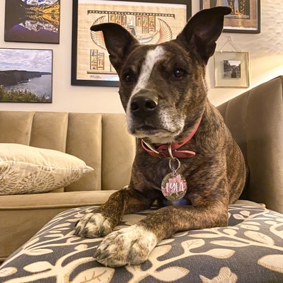 Matching Dog Tags and Keychain Custom Dog Tag Resin Dog Tag Glitter ...