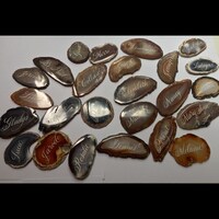 Spencerian Calligraphy Capitals Practice E-sheets Ornamental Penmanship ...