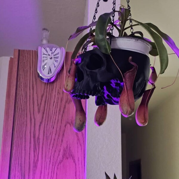 High Detail Human Skull Container - Goth Storage Solution - Skull Box ...