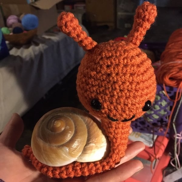 Muffin Snail Shell, Ryssota Ovum, Giant Landsnail (4") | 1 Piece - Etsy