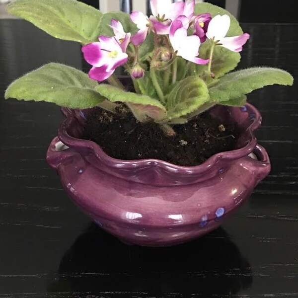Ceramic African Violet Pot small - Etsy