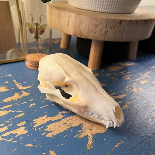 Dark Mini 3x3 Axis Antler Horn Deer Fake Skull Mount Taxidermy Rack Man ...