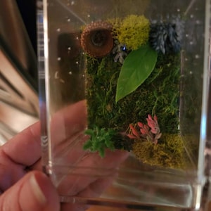 6.5x13 EXTRA LARGE LUXURY Adult Jumping Spider Enclosure, Decorated ...