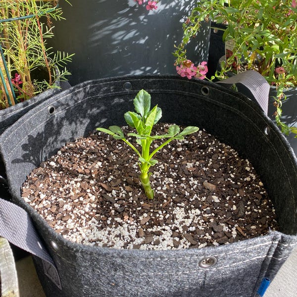 Black Beauty Lily Flower Bulbs - 4-7' Tall - Late Summer Prolific ...