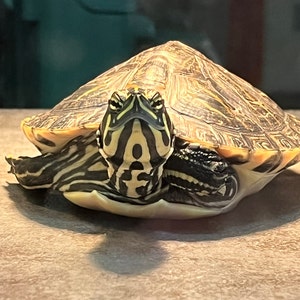 Premium Hanging side Saddle Aquarium Safe Turtle - Etsy Canada