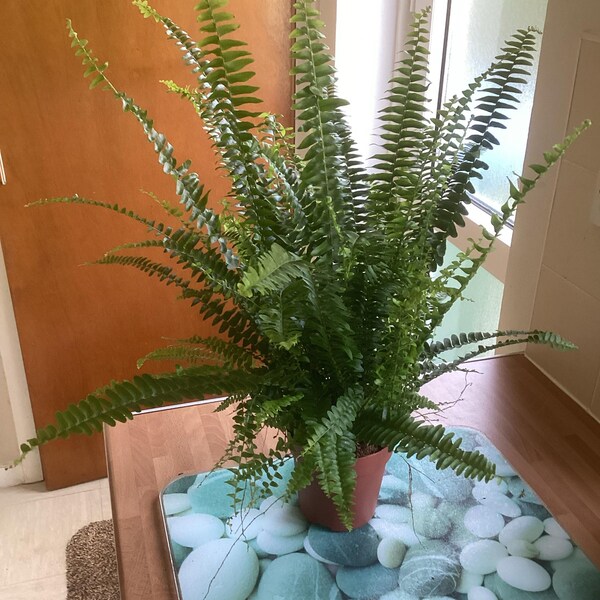 Mixed Alpine Plants Vibrant Garden Perennial Large Flowering Rockery ...