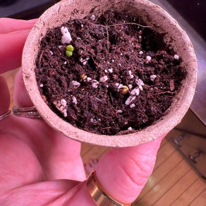 Billy Button Seeds, Craspedia, Billy Balls, Craspedia Globosa CD0150 - Etsy