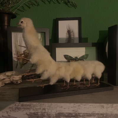 Made to Order. Handstand Chicken Taxidermy Curiosity by Casper's ...