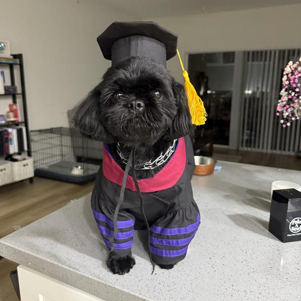 Dog Graduation Cap and Gown, Cat Graduation Cap and Gown, Pet ...