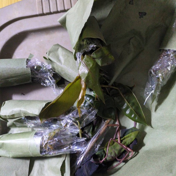 Philodendron Royal Queen Starter Plant **(ALL Plants Require You to ...